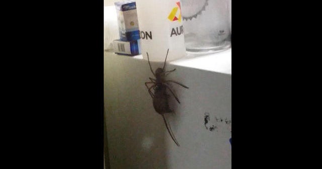 Watch: Giant spider drags off mouse - CBS News