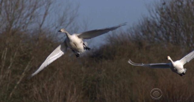 Helping endangered Bewick's swans migrate home - CBS News