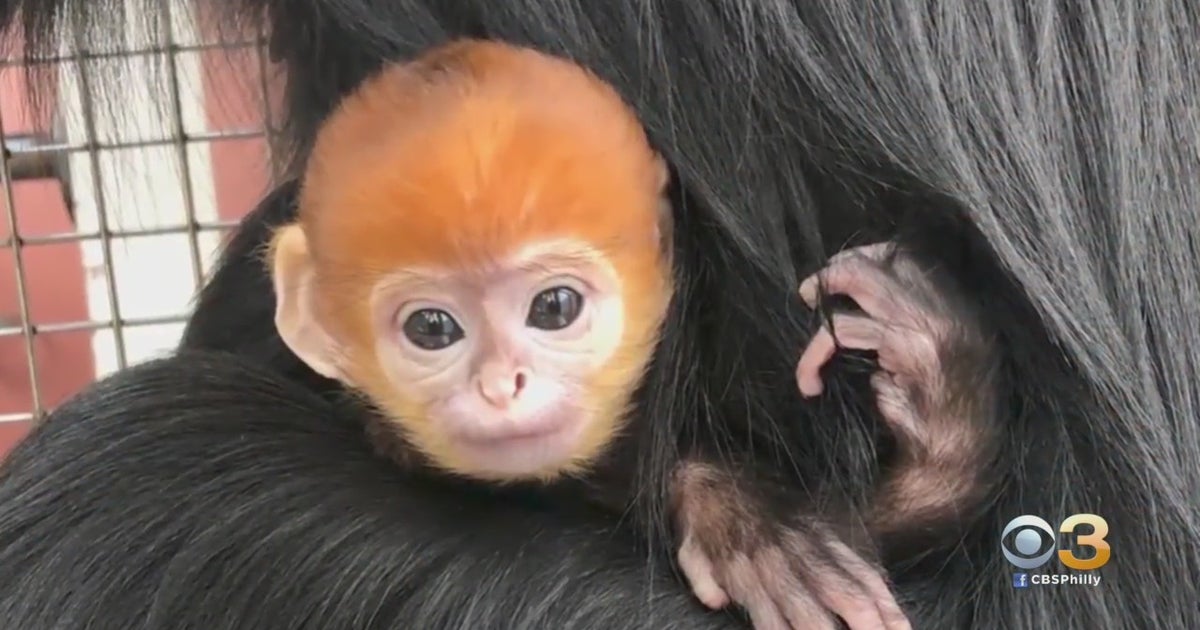 Meet Lei, Philadelphia Zoo's New Baby Francois Langur - CBS Philadelphia