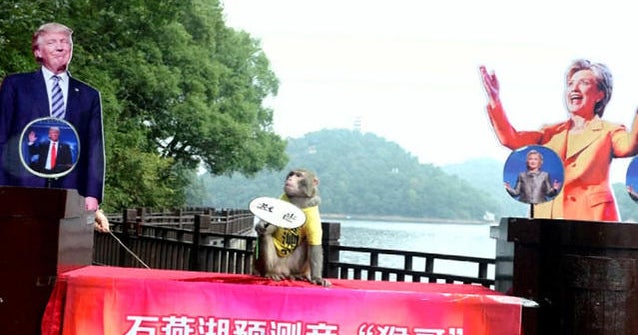 Monkey in China predicts Trump will become president - CBS News