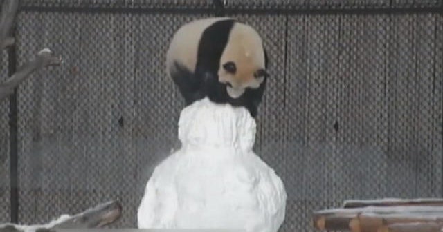 Panda caught on video playing with snowman - CBS News