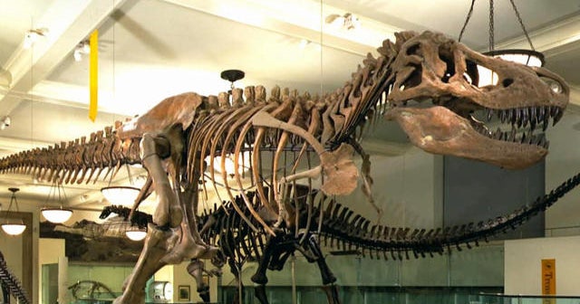 Almanac: T-Rex discoverer Barnum Brown - CBS News