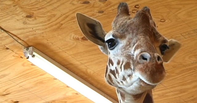 Live-stream of zoo giraffe birth shut down by YouTube for "nudity or ...