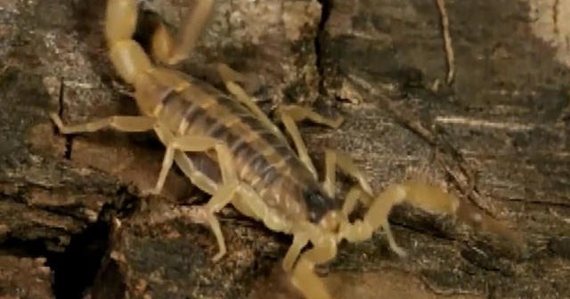 Man gets attacked by scorpion on United flight - CBS News