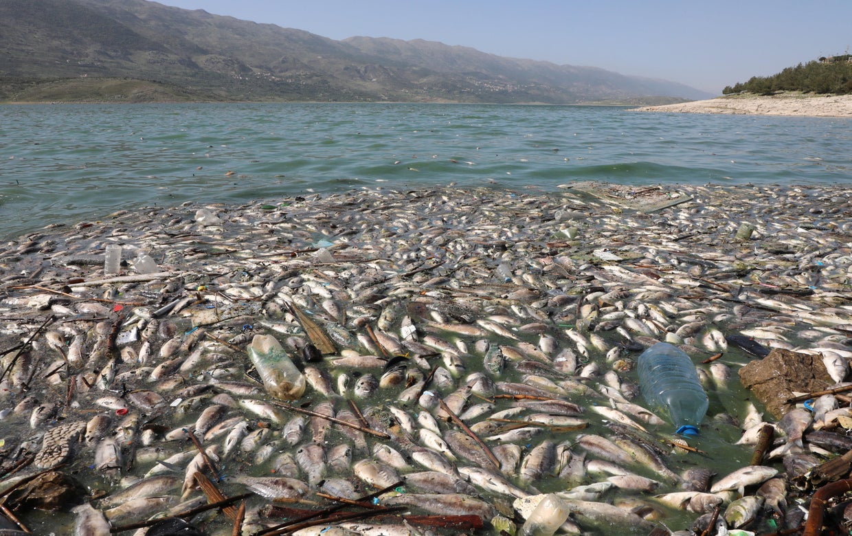 Tons of dead fish wash up on banks of Lebanon's highly polluted Lake ...