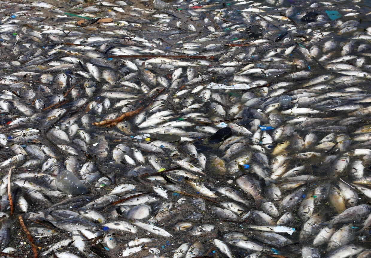 Tons of dead fish wash up on banks of Lebanon's highly polluted Lake ...