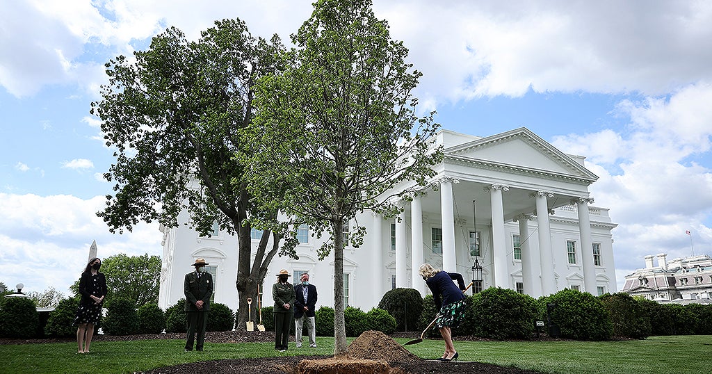 It's National Arbor Day, A Time To Celebrate The Importance Of Trees ...