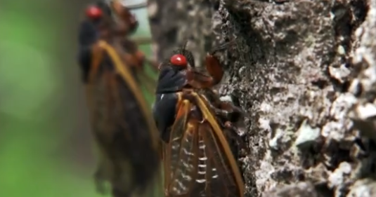 Trillions of Brood X cicadas are about to emerge after 17 years ...