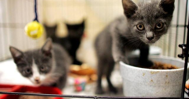 Legal advocates for abused animals now allowed in court - CBS News