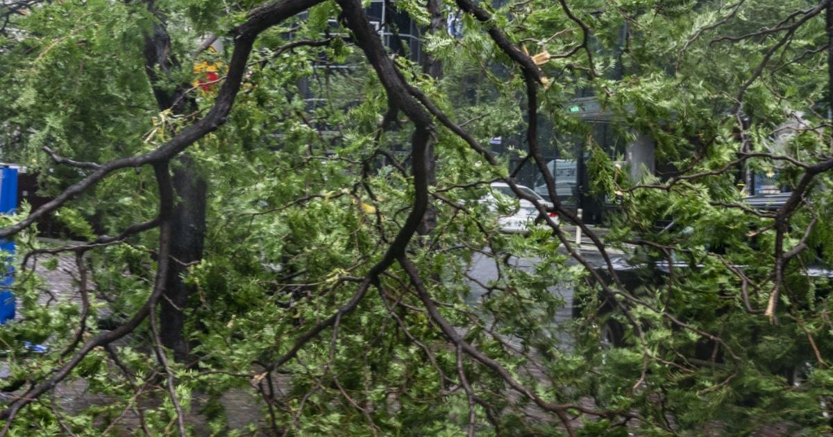 Falling tree lands on man's head in northern Minnesota, sheriff says ...