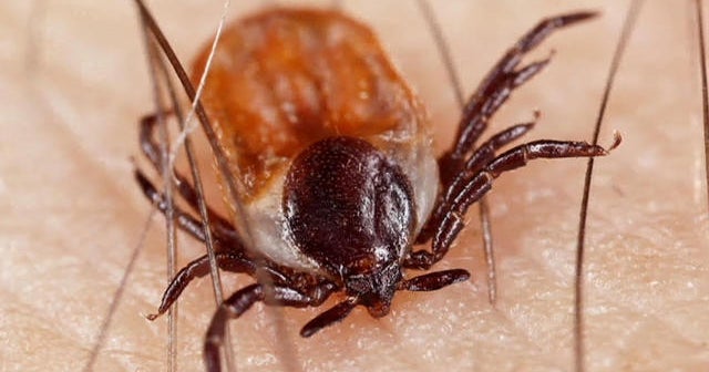 This summer could see uptick in ticks, scientists say - CBS News