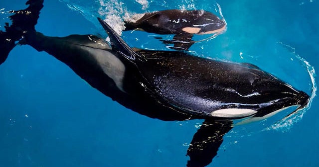 Last baby orca born in captivity dies at SeaWorld - CBS News