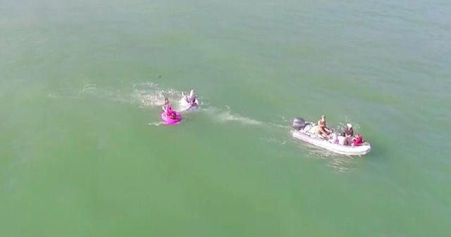 Boat pulling people on floats comes dangerously close to sharks - CBS News