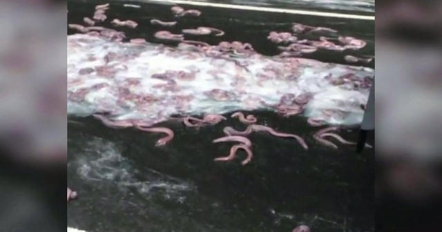 Slime eels cause multiple car pileup on Oregon highway - CBS News