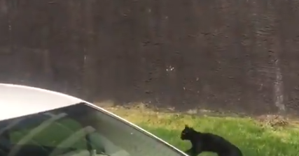 Amazing Video: Cat Jumps From Fifth-Floor Window Of Burning Building ...