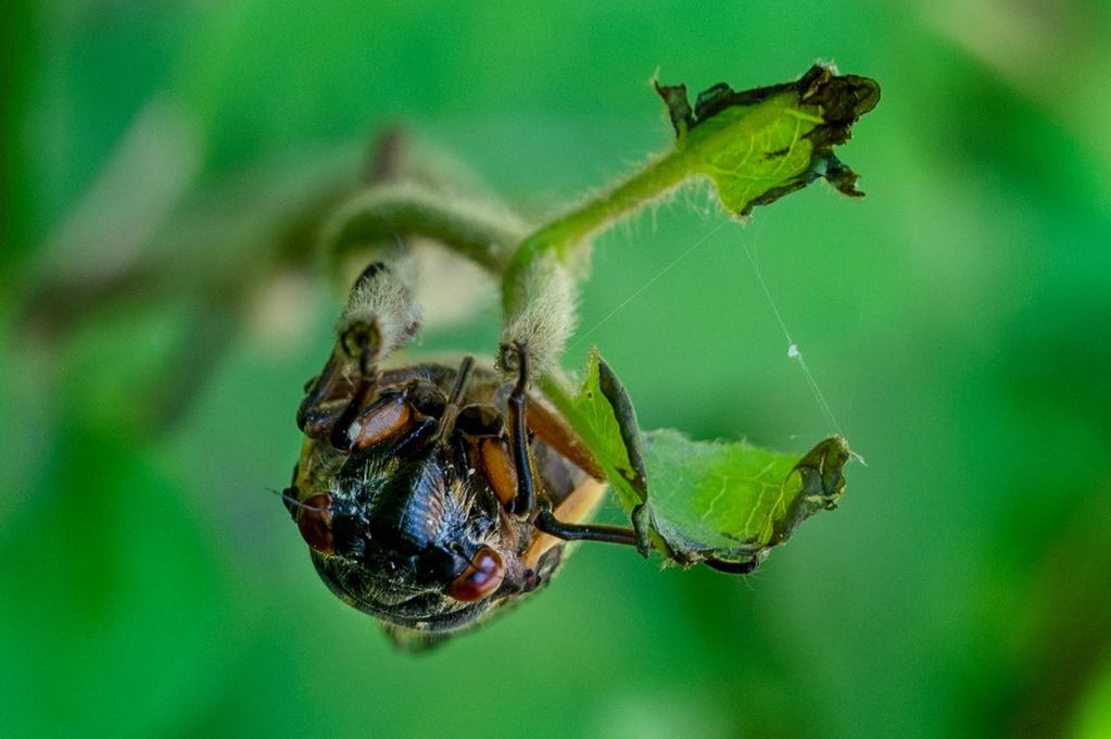 Three Different Types Of Cicadas Are Emerging In Maryland - CBS Baltimore