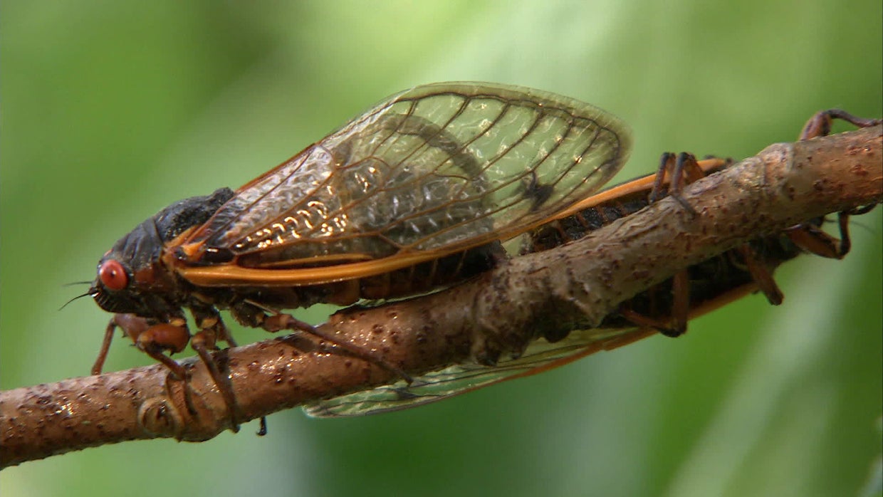 The return of the cicadas - CBS News