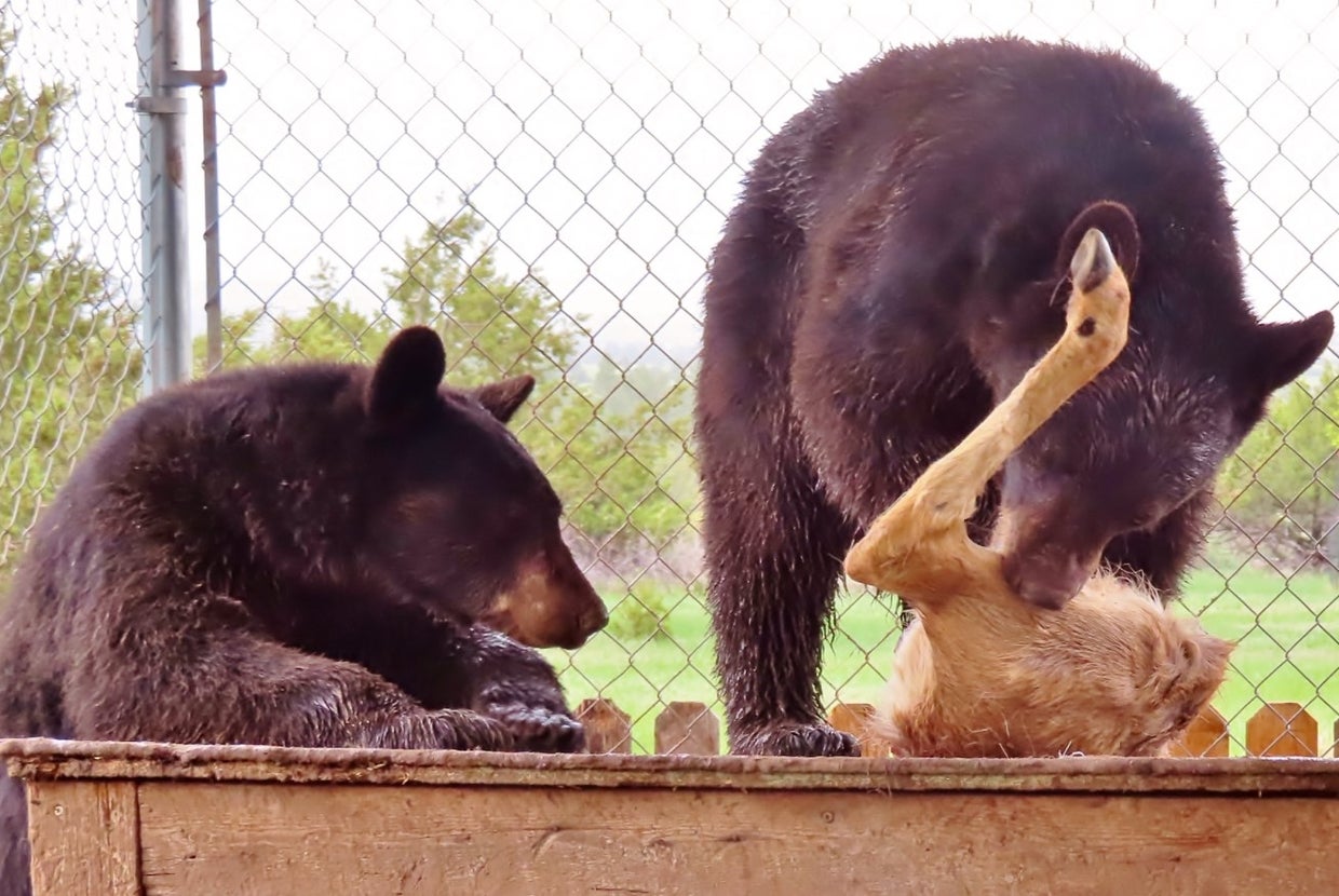 Bears Caught Stealing Food From Humans Get Lessons On How To Eat In The ...