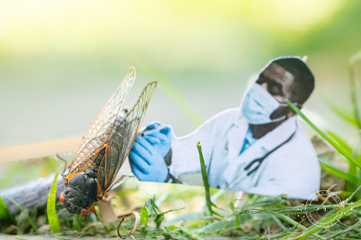 Brood X cicadas emerge after 17 years to swarm the Northeast (Warning ...