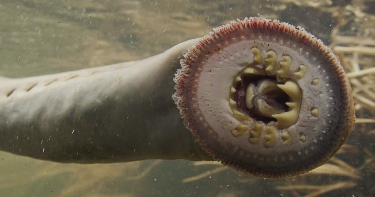 'Like Some Sea Creature From The Deep': Vampire Fish Making Comeback To ...