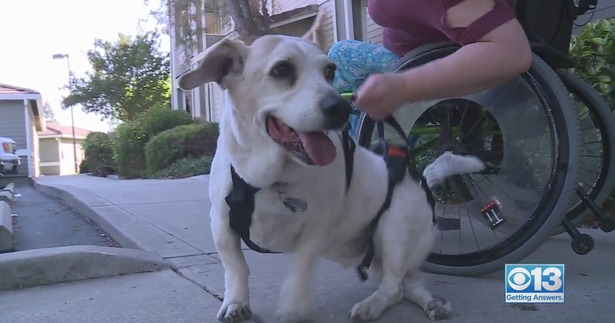 'Overwhelmed With Gratitude': Support Rolls In For Therapy Dog Needing ...