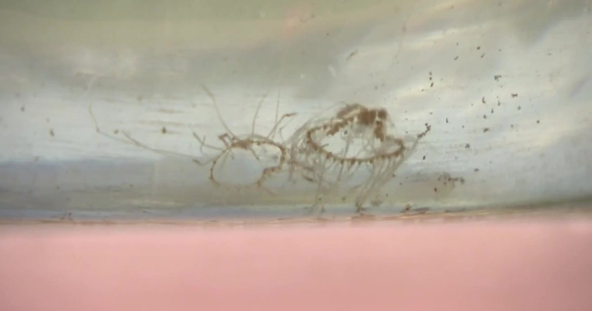 Invasive Clinging Jellyfish Making Their Way Into Area Waters, Much To ...