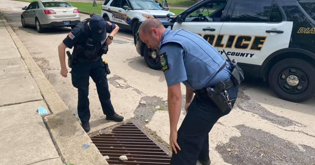 Ducklings Rescued From Sewer Along Tri-Boro Expressway - CBS Pittsburgh
