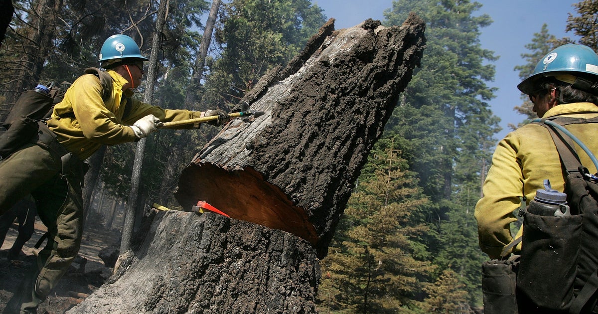 2020 California Wildfire Killed 10% Of World's Redwood Trees - Good Day ...