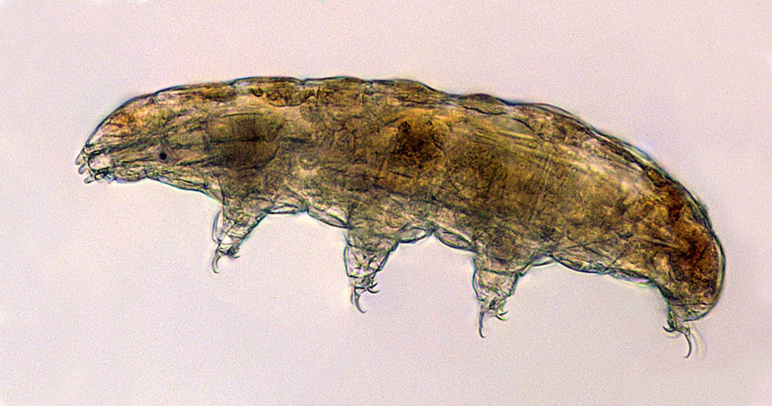 NASA is sending glow-in-the-dark baby squid and water bears to the ...