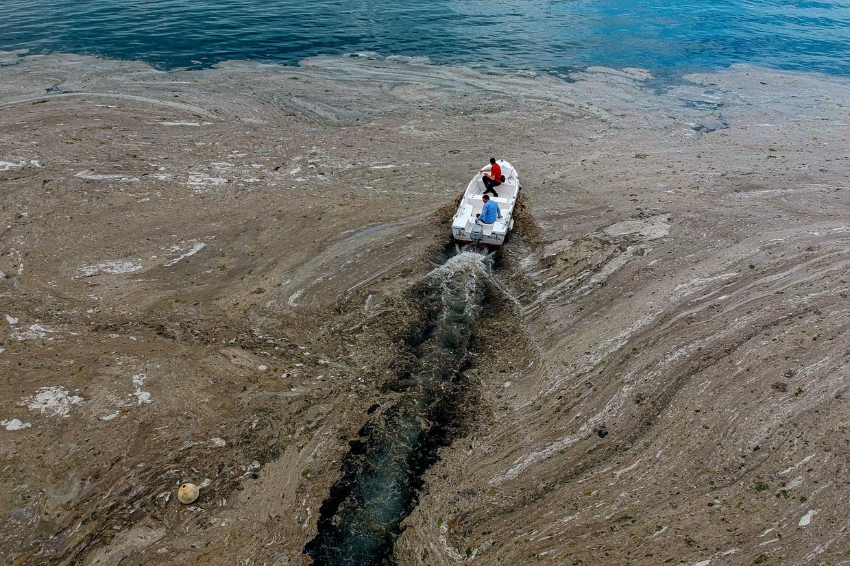 Sea snot choking Turkey's waters could be a warning to the world - CBS News