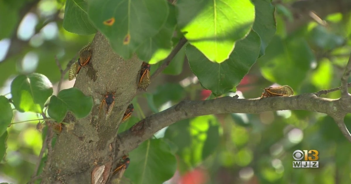 As Maryland Heats Up, Cicadas Chirp Louder - CBS Baltimore