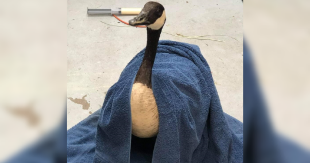 Canada Goose Shot With Arrow Near Bass Lake The Latest In Troubling ...