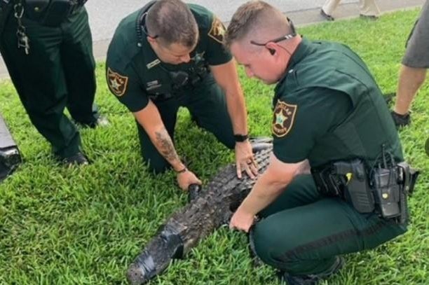 Large alligator attacks woman shielding her dog at lake in Florida ...