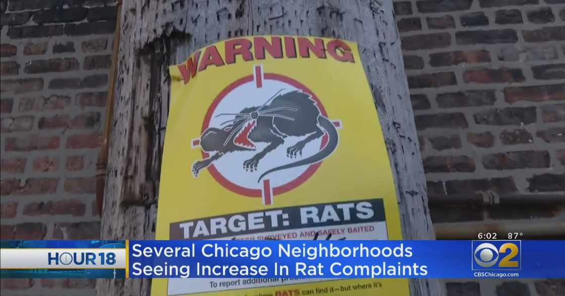 Worst Neighborhoods For Rats In Chicago: West Town Tops List For ...