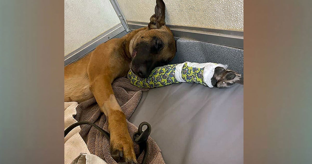 K-9 Officer 'Rex' Recovering After Breaking Leg During Training ...