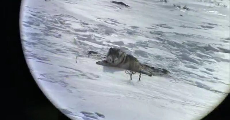 Colorado Wildlife Officials Will Monitor State's First Gray Wolf Pups ...