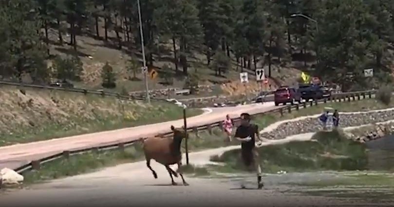 VIDEO: 'Aggressive' Elk Charges People In Evergreen - CBS Colorado
