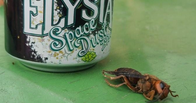 First "murder hornet" of the year found near Seattle - CBS News