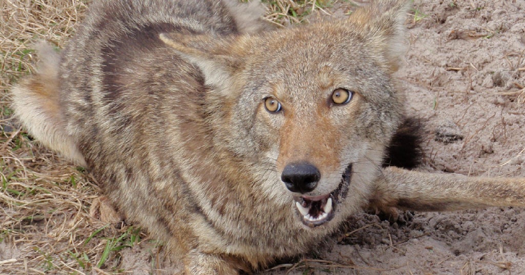 South Florida's Coyote Population Has Boomed - CBS Miami