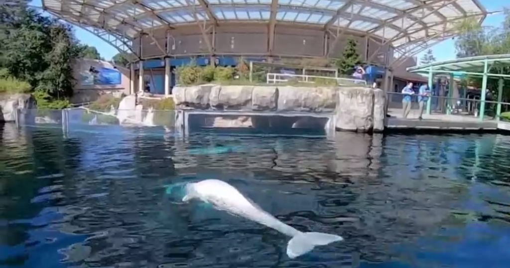 Mystic Aquarium Auctioning Off Chance To Name New Beluga Whales - CBS New York