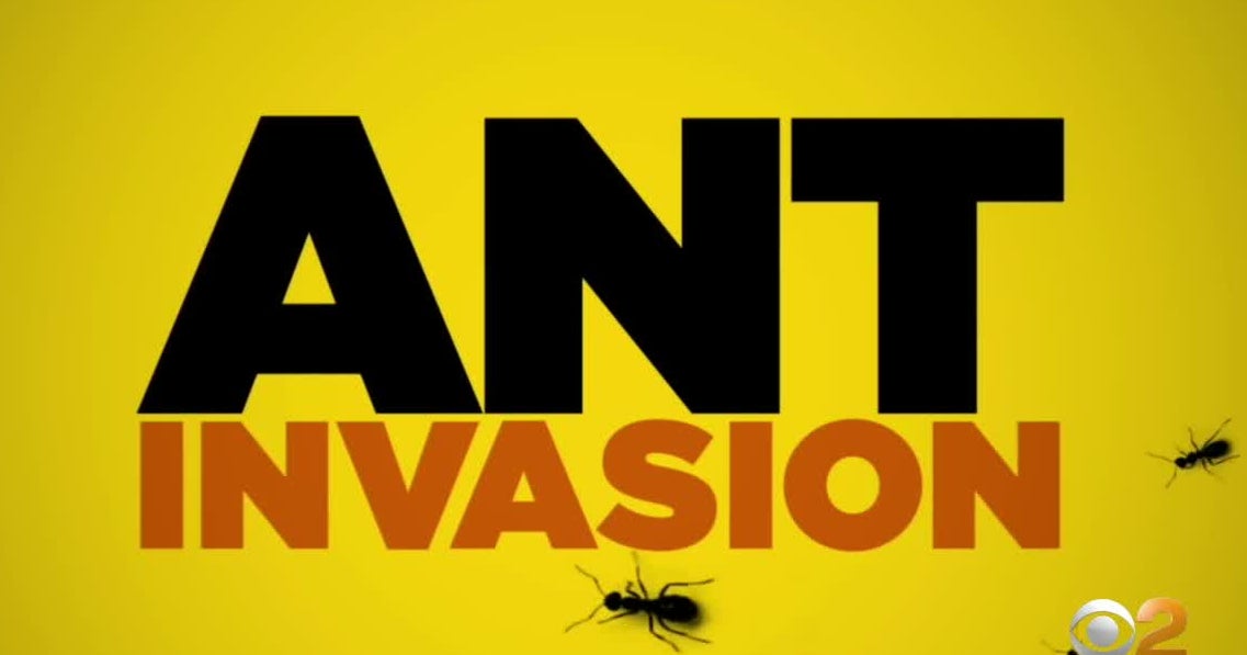 Got An Ant Problem? Expert Explains Reasons For Recent Surge And Offers ...