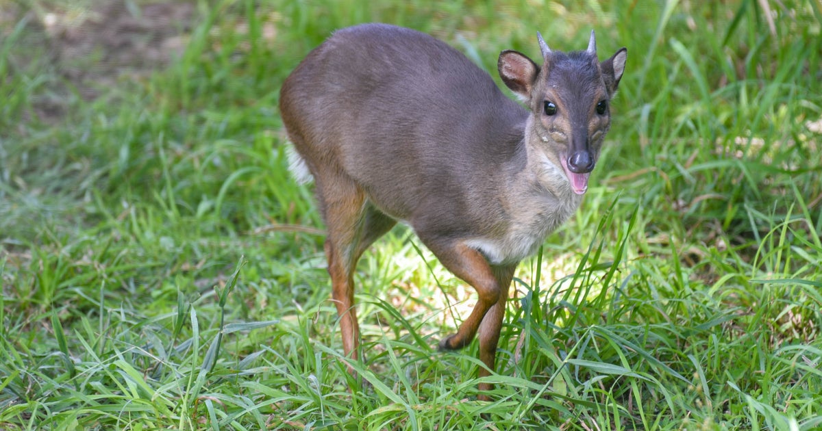 Maryland Zoo Welcome Blue Duiker Kuruka - CBS Baltimore