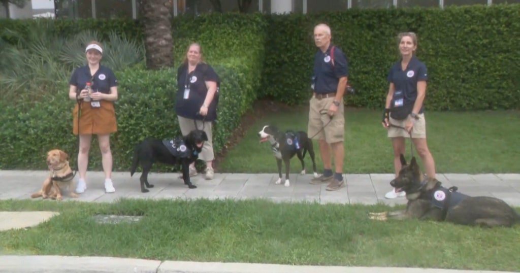 Specially Trained Comfort Dogs Help Families, First Responders At ...