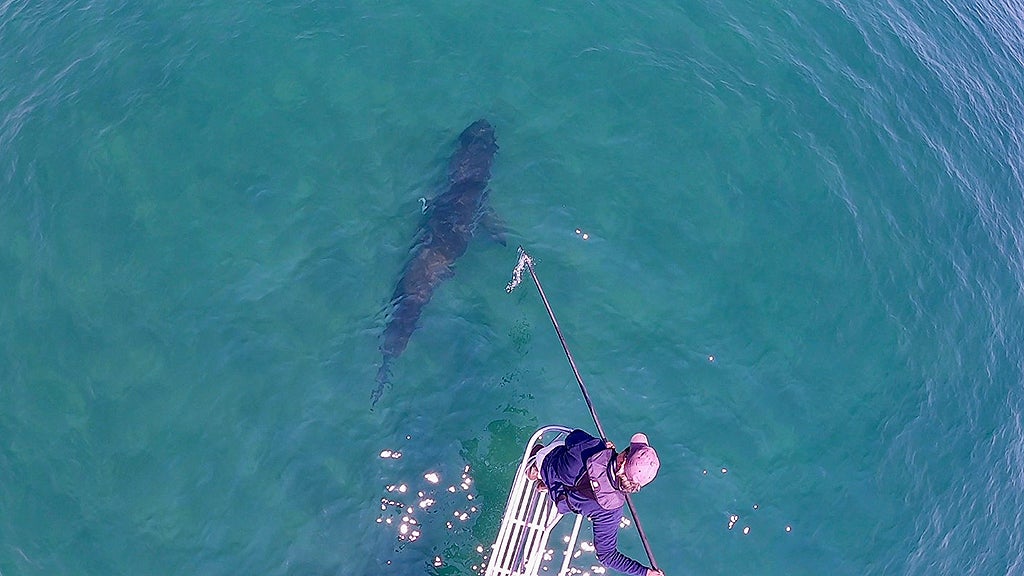 Stories About Great White Shark - CBS Boston