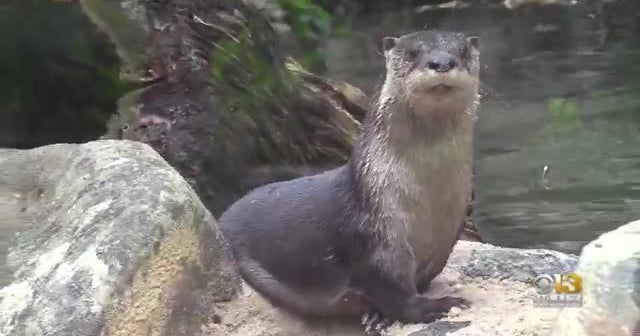 Maryland Zoo Reopens Otter Exhibit To Visitors - CBS Baltimore