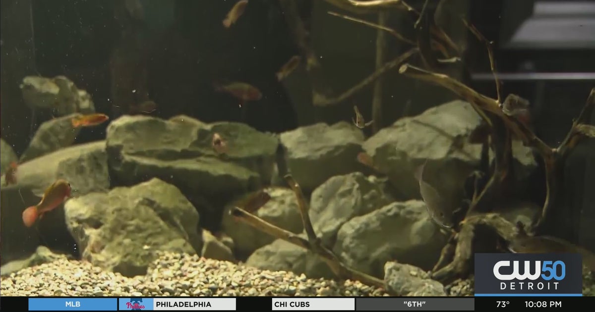 Belle Isle Aquarium Set To Reopen To Public July 16 - CBS Detroit