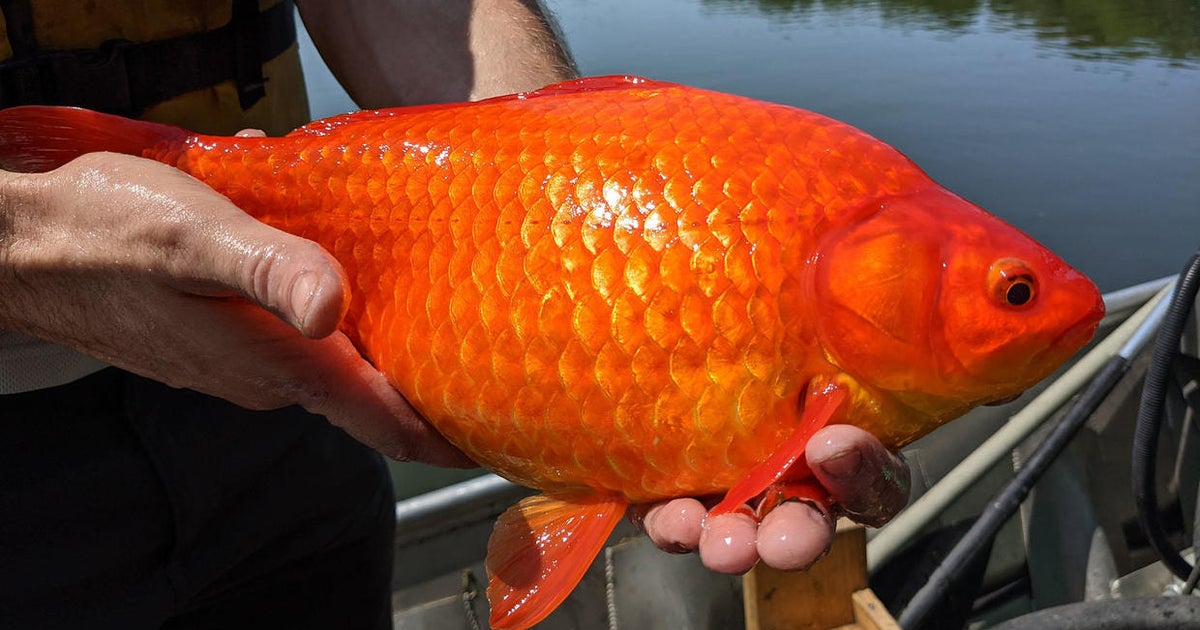 Invasive goldfish now being fed to bears, otters, sea lions at ...
