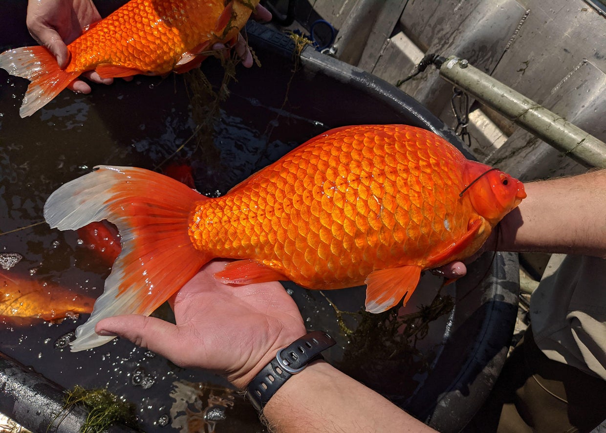 Invasive goldfish now being fed to bears, otters, sea lions at ...