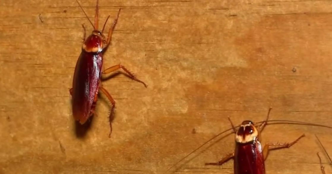 Experiencing A Cockroach Infestation? Here's What To Do And Who To Call ...