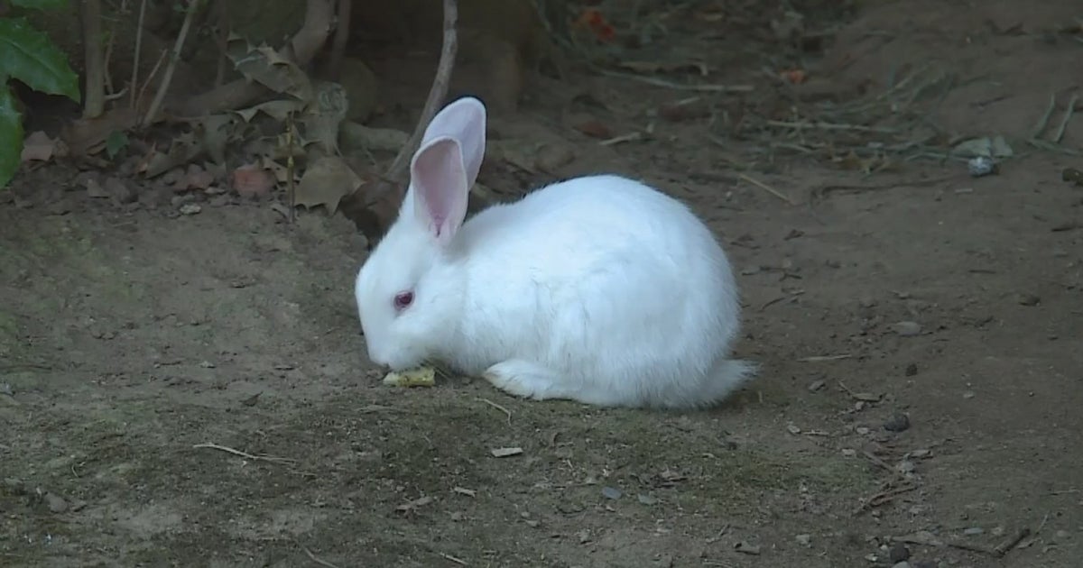Animal Rescuers Concerned About Longtime Domestic Rabbit Population At ...